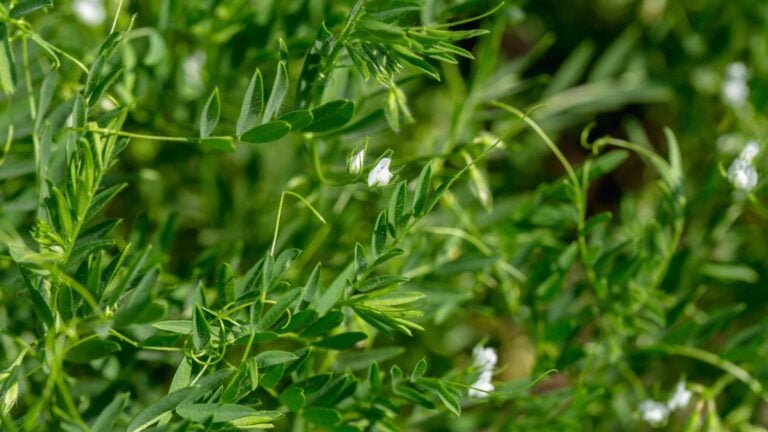 How to Plant, Grow, and Care for Lentils