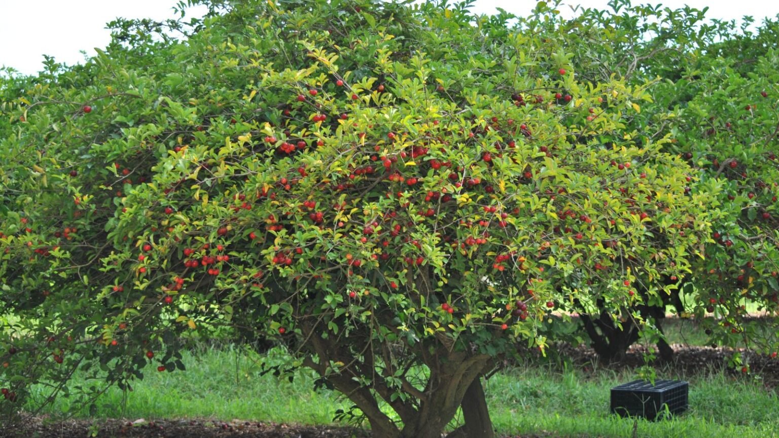 How to Plant, Grow, and Care for Barbados Cherry