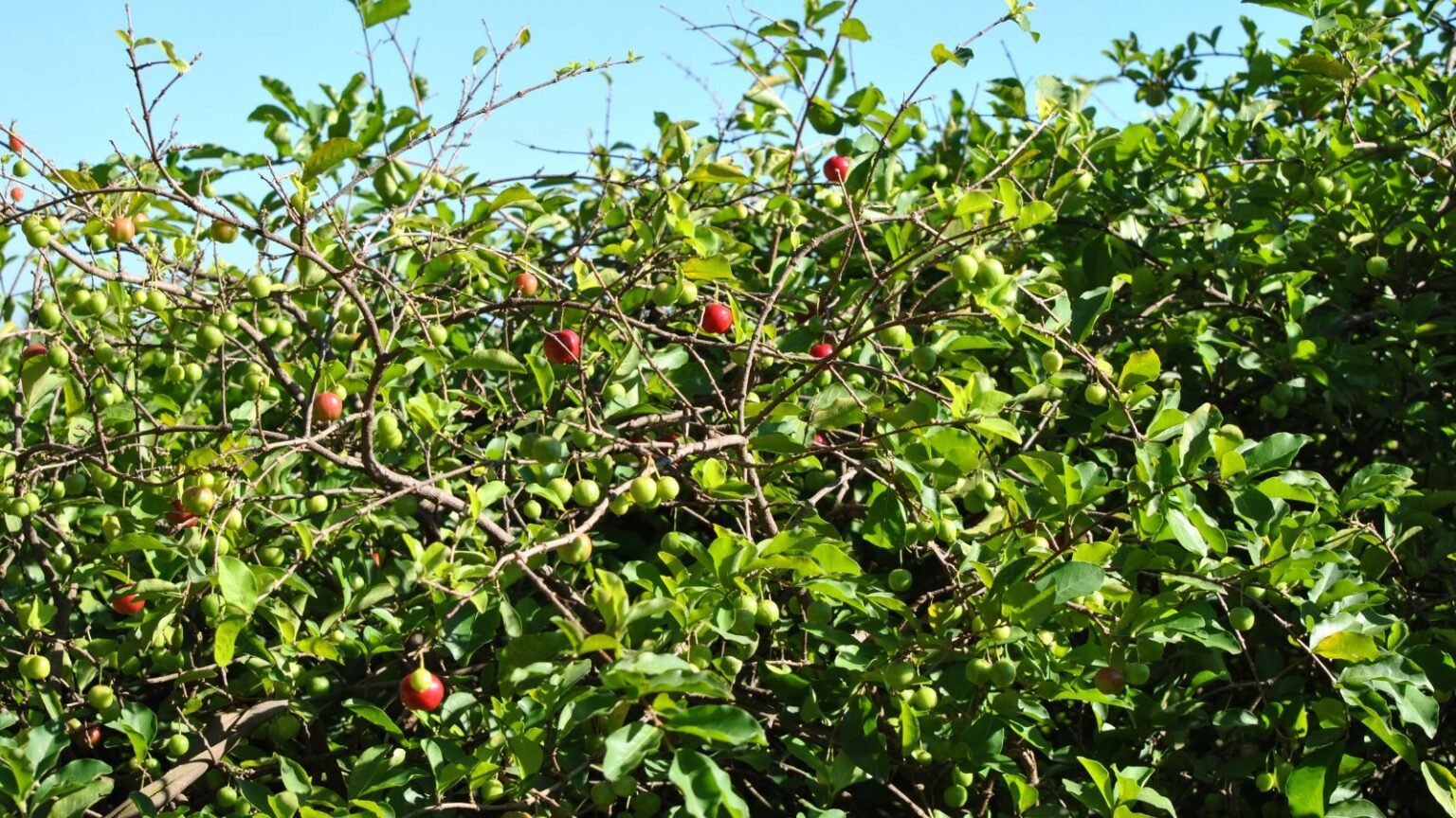 How to Plant, Grow, and Care for Barbados Cherry