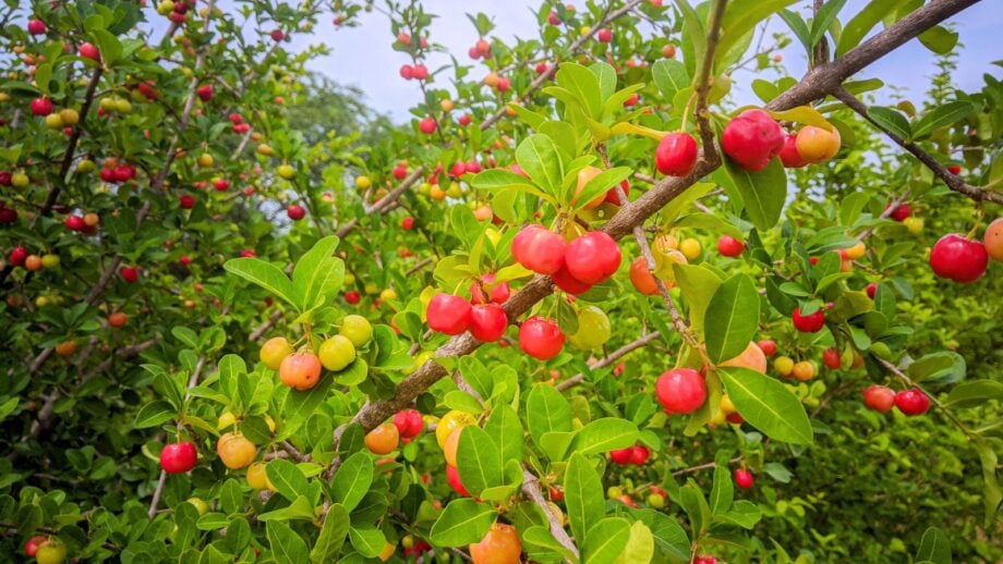 How to Plant, Grow, and Care for Barbados Cherry