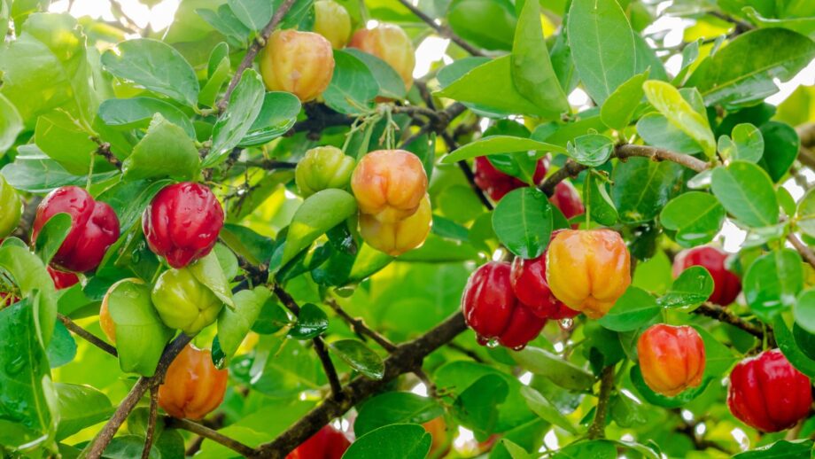 How to Plant, Grow, and Care for Barbados Cherry