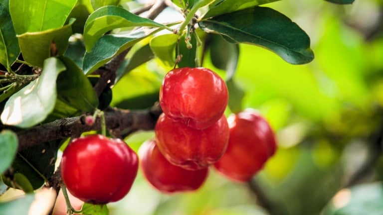 How to Plant, Grow, and Care for Barbados Cherry