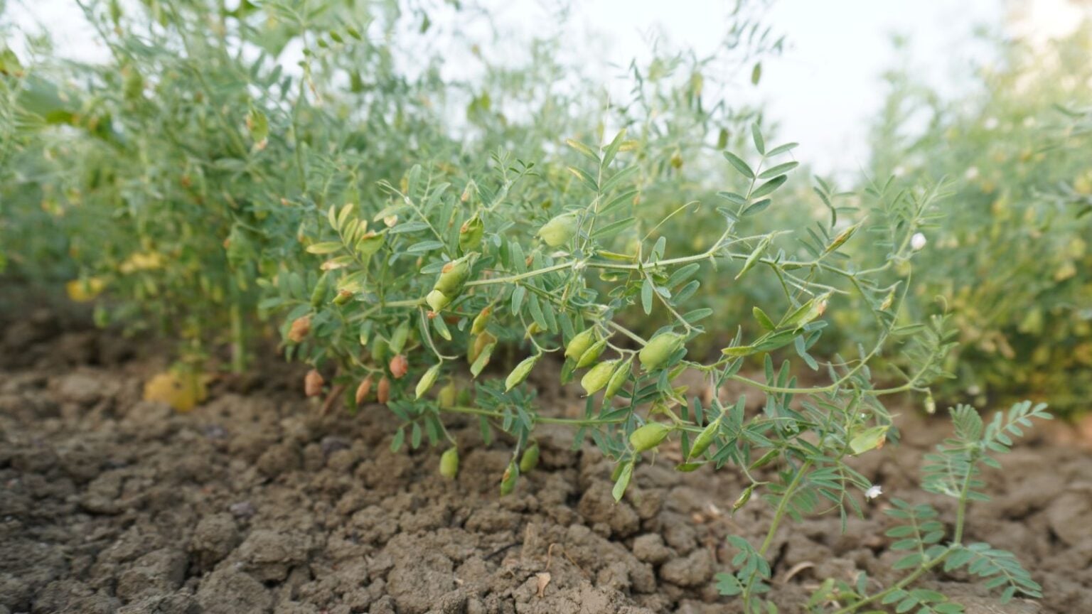 How to Plant, Grow, and Care for Lentils