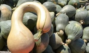Growing Winter Squash: Fall's Favorite Food - Epic Gardening