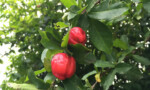 Barbados Cherry: Tart Tropical Cherries You'll Love - Epic Gardening
