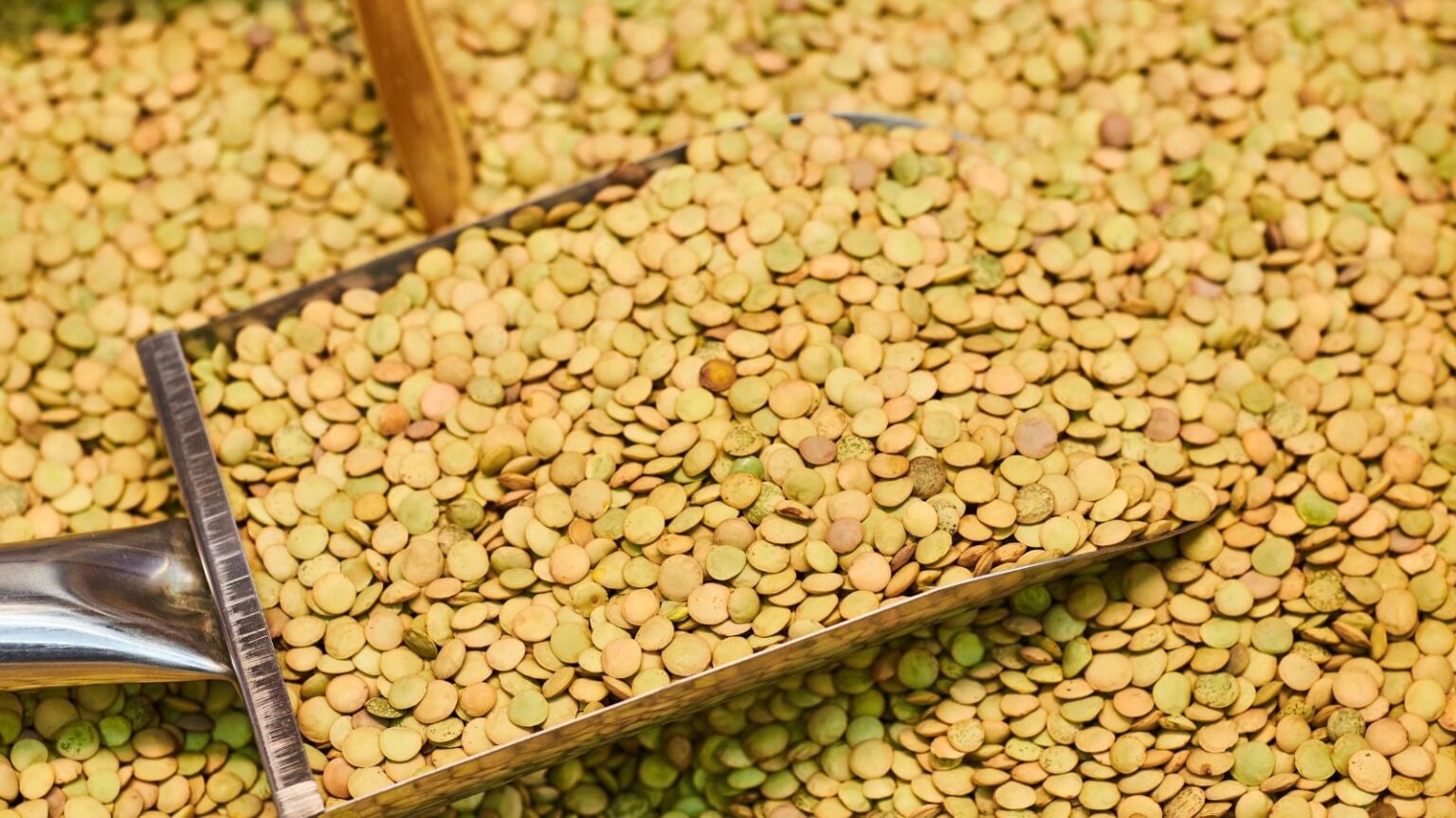 How to Plant, Grow, and Care for Lentils