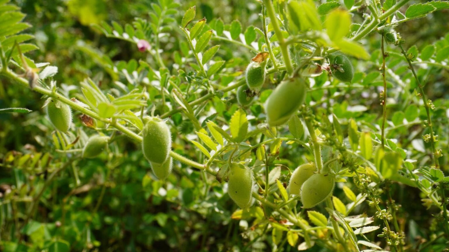How to Plant, Grow, and Care for Lentils
