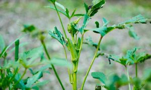 Growing Okra: Cultivate a Southern Staple Food - Epic Gardening