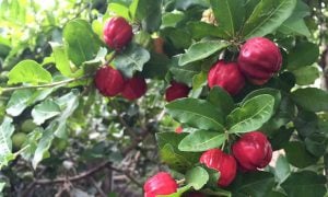 Barbados Cherry: Tart Tropical Cherries You'll Love - Epic Gardening