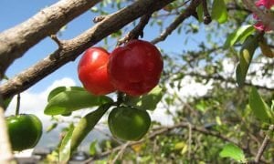 Barbados Cherry: Tart Tropical Cherries You'll Love - Epic Gardening