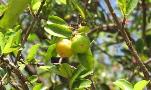 Barbados Cherry: Tart Tropical Cherries You'll Love - Epic Gardening
