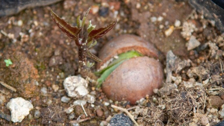 How to Plant, Grow, and Care for Macadamia Nut Tree