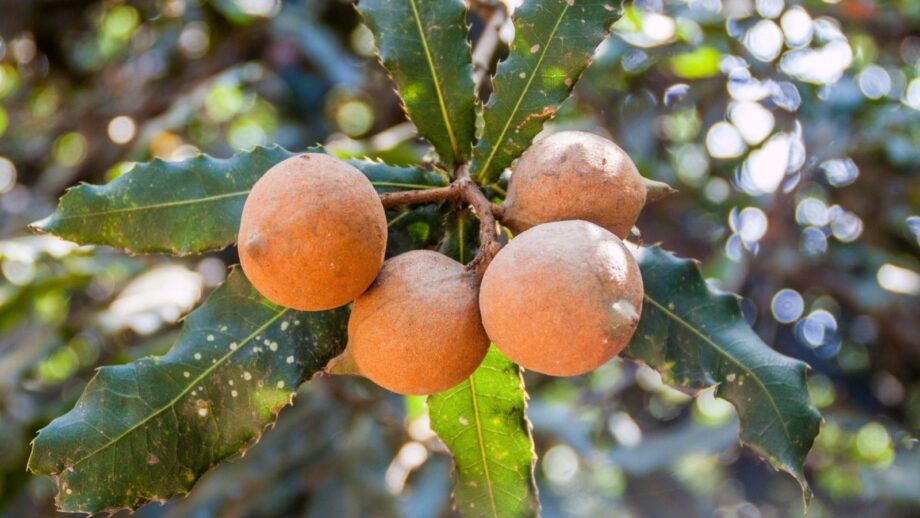 How to Plant, Grow, and Care for Macadamia Nut Tree