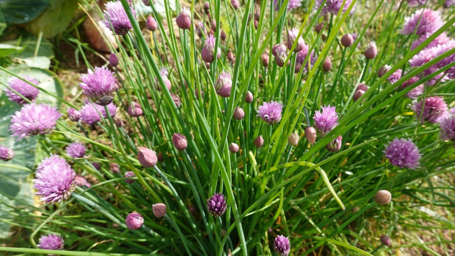 How to Plant, Grow, and Care for Chives
