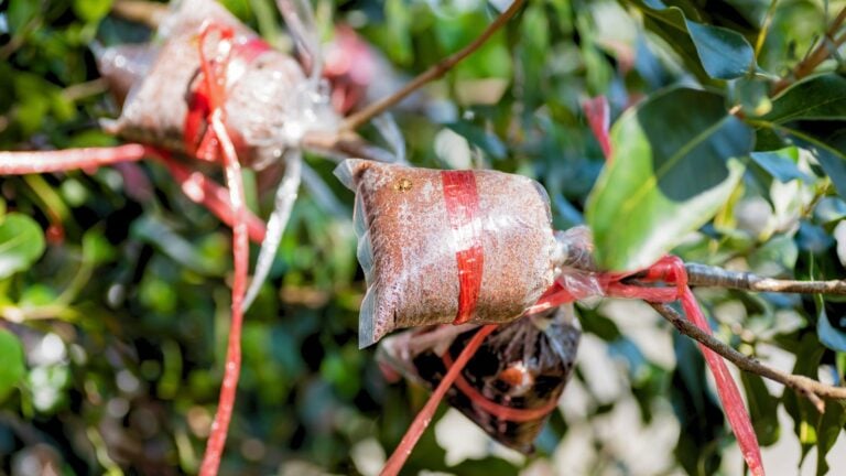 How to Plant, Grow, and Care for Macadamia Nut Tree