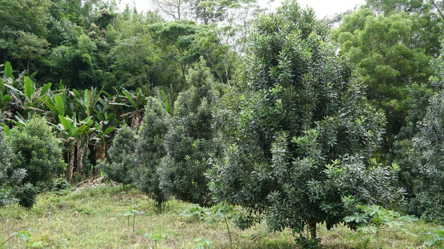 How to Plant, Grow, and Care for Macadamia Nut Tree