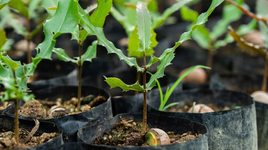 How to Plant, Grow, and Care for Macadamia Nut Tree