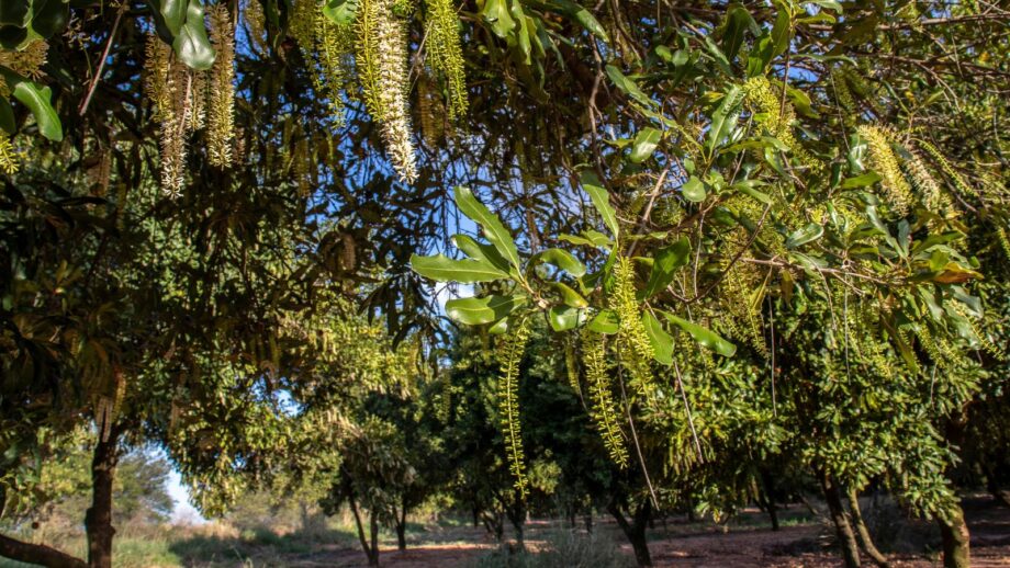 How to Plant, Grow, and Care for Macadamia Nut Tree