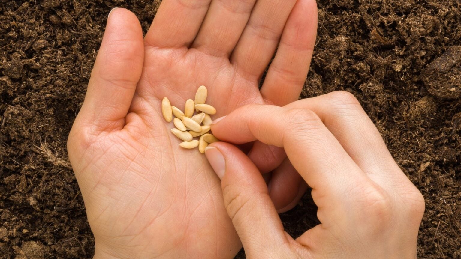 How to Start a DIY Seed-Starting Station for Under $50