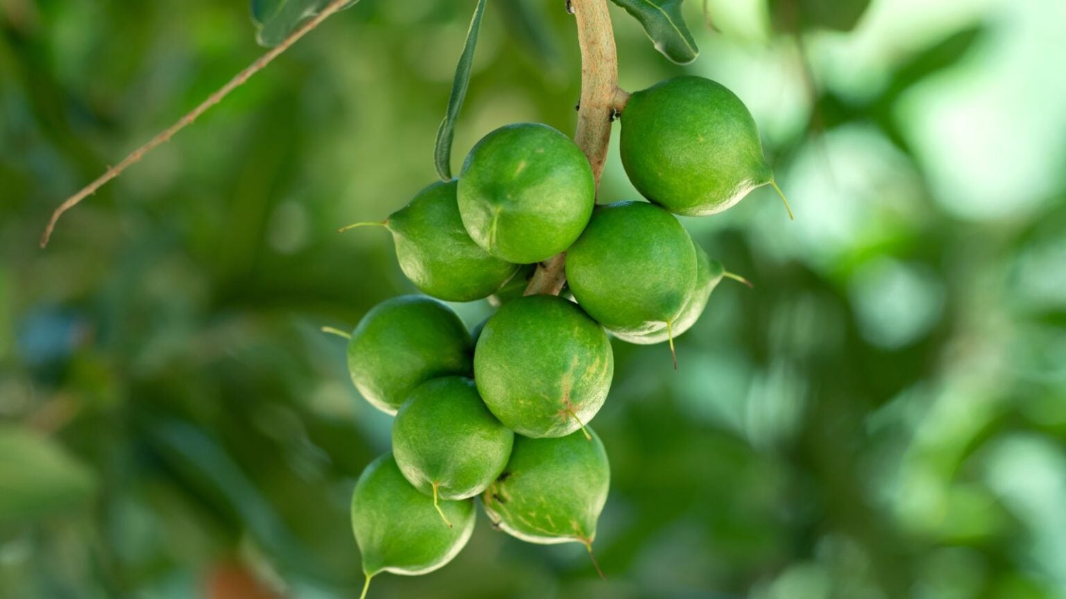 How to Plant, Grow, and Care for Macadamia Nut Tree