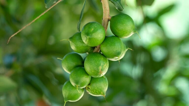 How to Plant, Grow, and Care for Macadamia Nut Tree