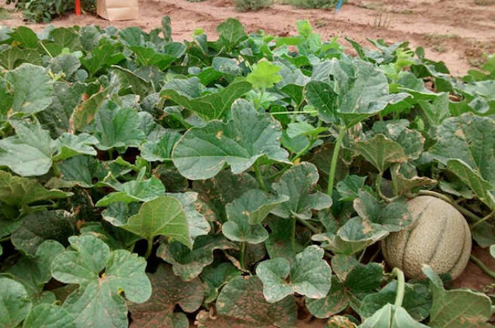 Cantaloupe Varieties: 21 Different Types of Cantaloupe Cultivars