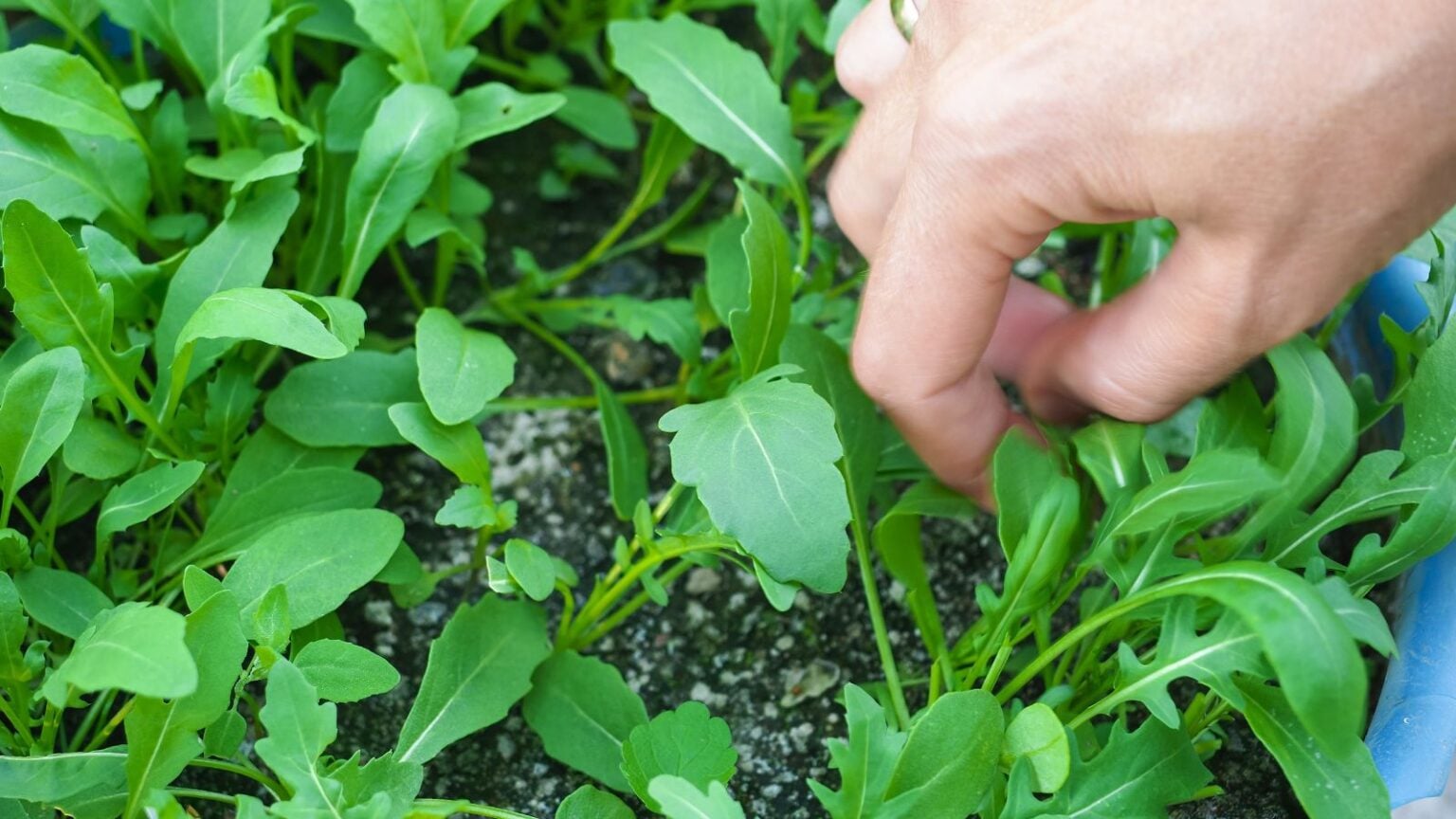 How to Plant, Grow, and Care for Arugula