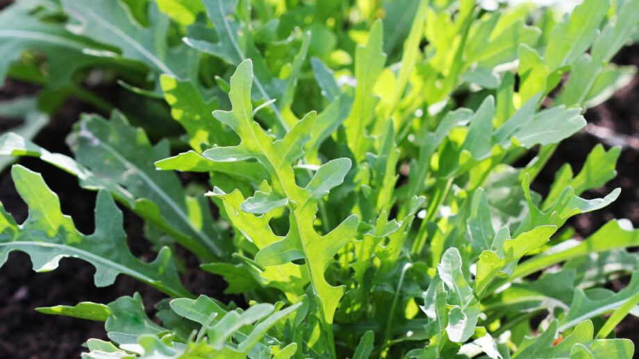 How to Plant, Grow, and Care for Arugula