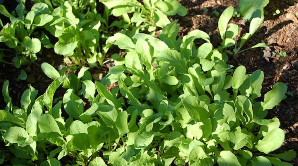 Growing Arugula: Salad Success Is In Your Grasp - Epic Gardening