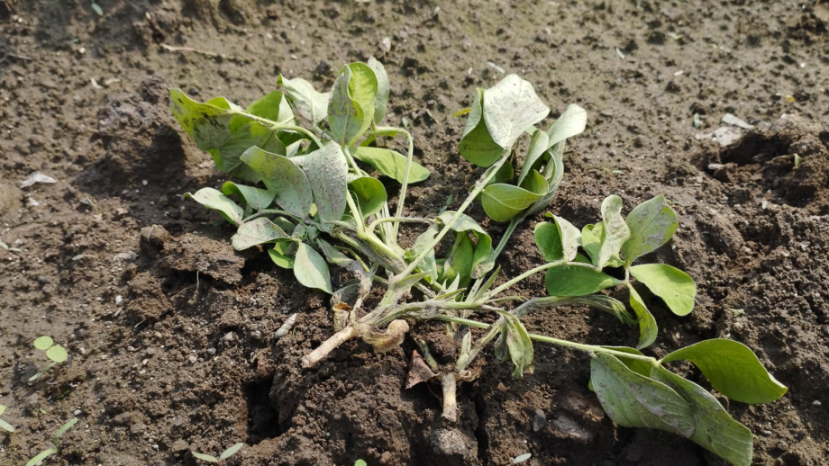 How to Plant, Grow, and Care for Peanuts
