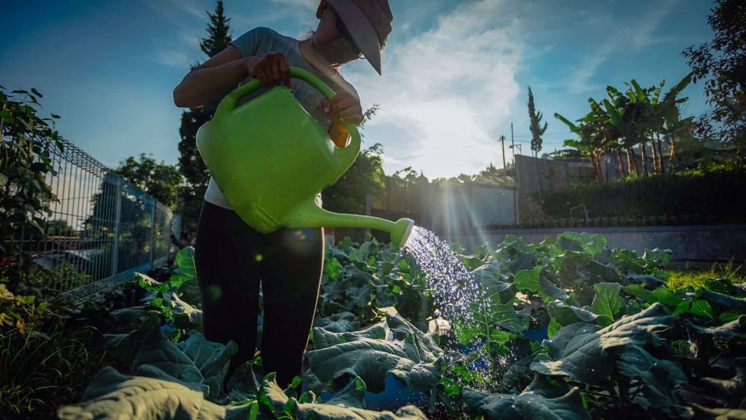 How to Plant, Grow, and Care for Broccoli