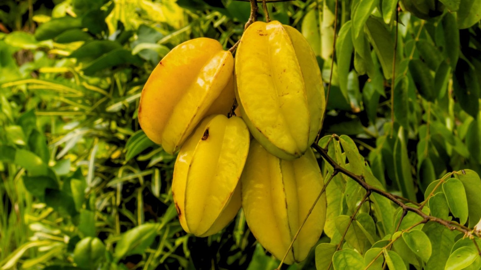 How to Plant, Grow, and Care for Star Fruit Trees