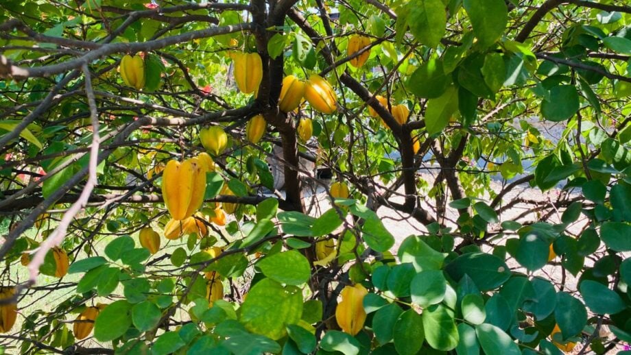 How to Plant, Grow, and Care for Star Fruit Trees