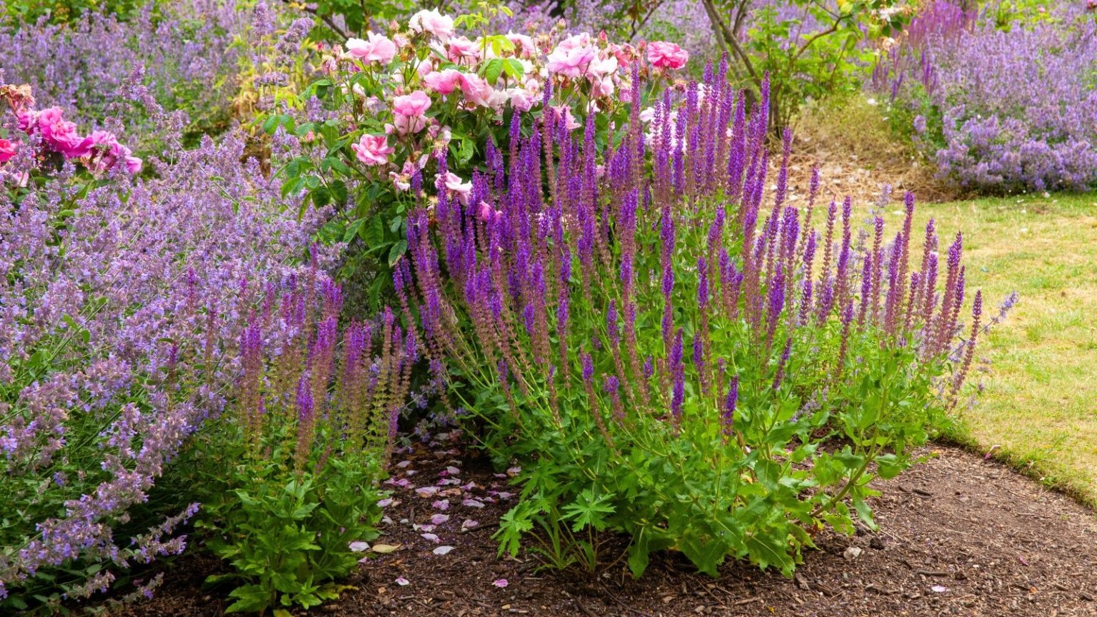 19 Different Types Of Sage For Any Garden Space - Epic Gardening