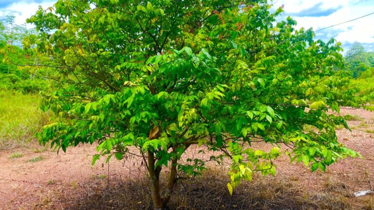 How to Plant, Grow, and Care for Star Fruit Trees