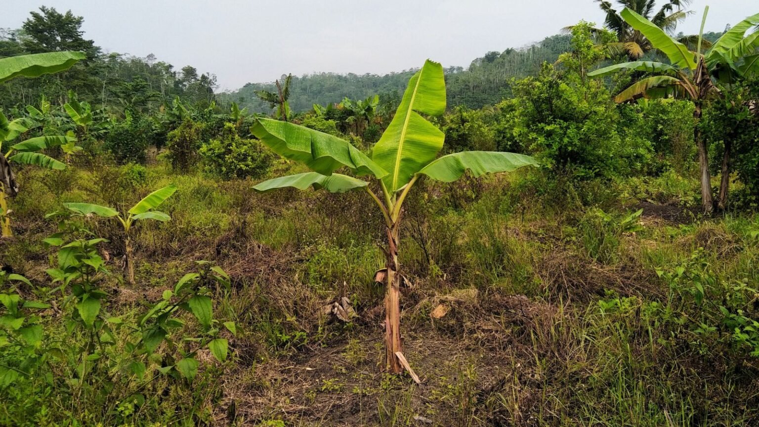 How to Plant, Grow, and Care for Blue Java Banana