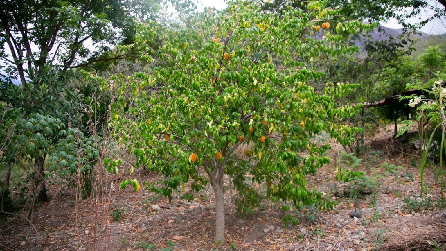 How to Plant, Grow, and Care for Star Fruit Trees