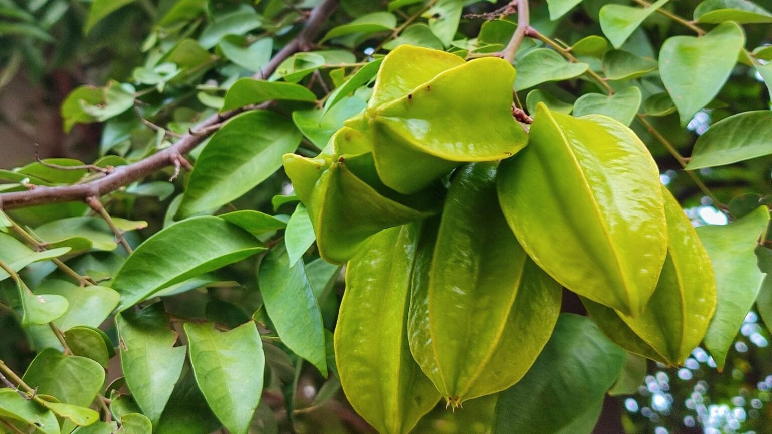 How to Plant, Grow, and Care for Star Fruit Trees