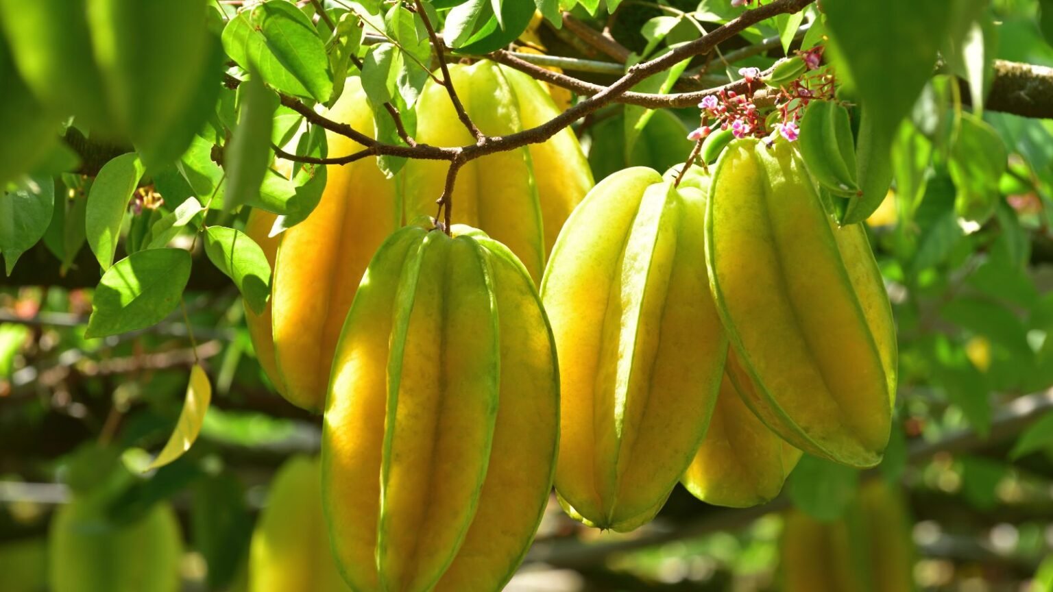 How to Plant, Grow, and Care for Star Fruit Trees