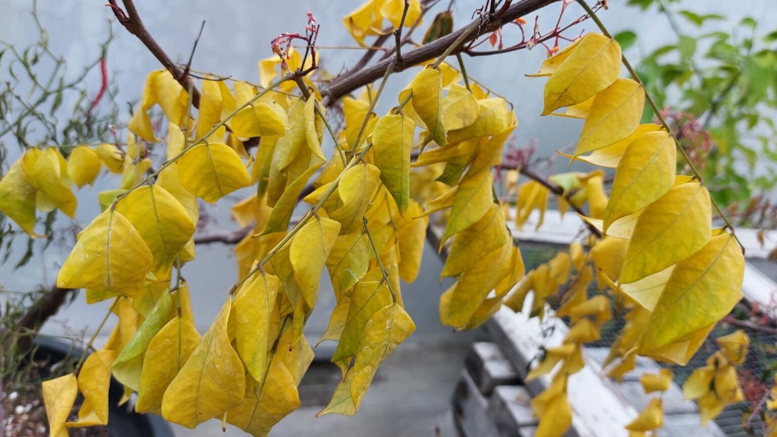How to Plant, Grow, and Care for Star Fruit Trees