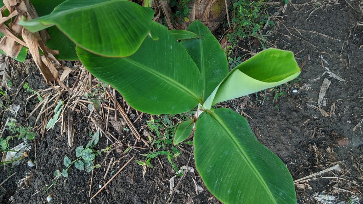 How to Plant, Grow, and Care for Blue Java Banana