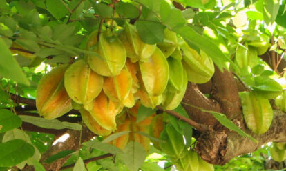 Star Fruit Tree: Growing Unique Tropical Fruit - Epic Gardening