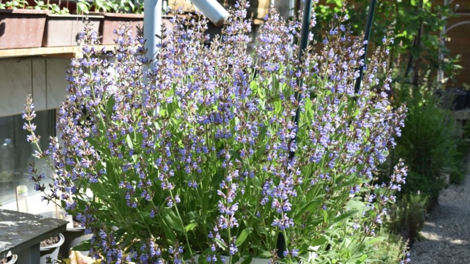 19 Different Types Of Sage For Any Garden Space - Epic Gardening