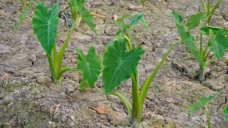 How to Plant, Grow, and Care for Taro