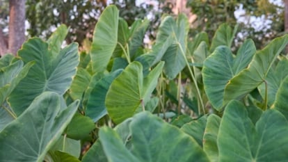 How to Plant, Grow, and Care for Taro