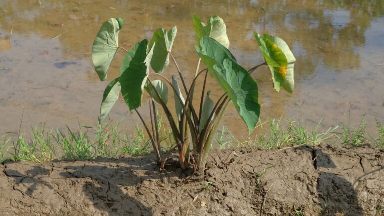 How to Plant, Grow, and Care for Taro