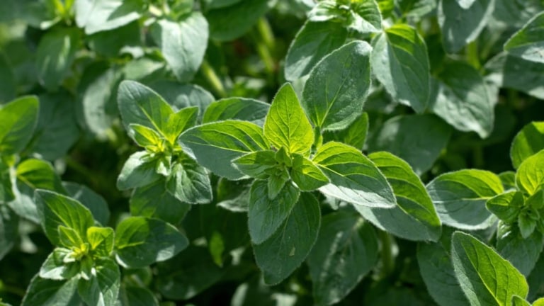 How to Plant, Grow, and Care for Oregano