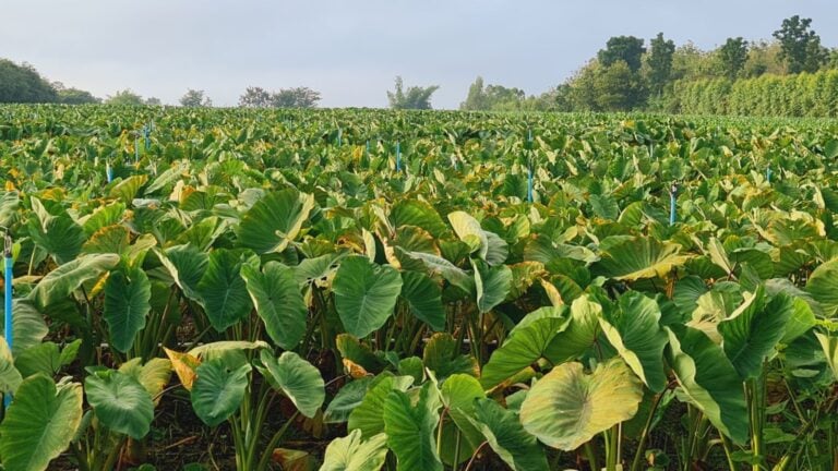 How to Plant, Grow, and Care for Taro