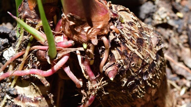 How to Plant, Grow, and Care for Taro