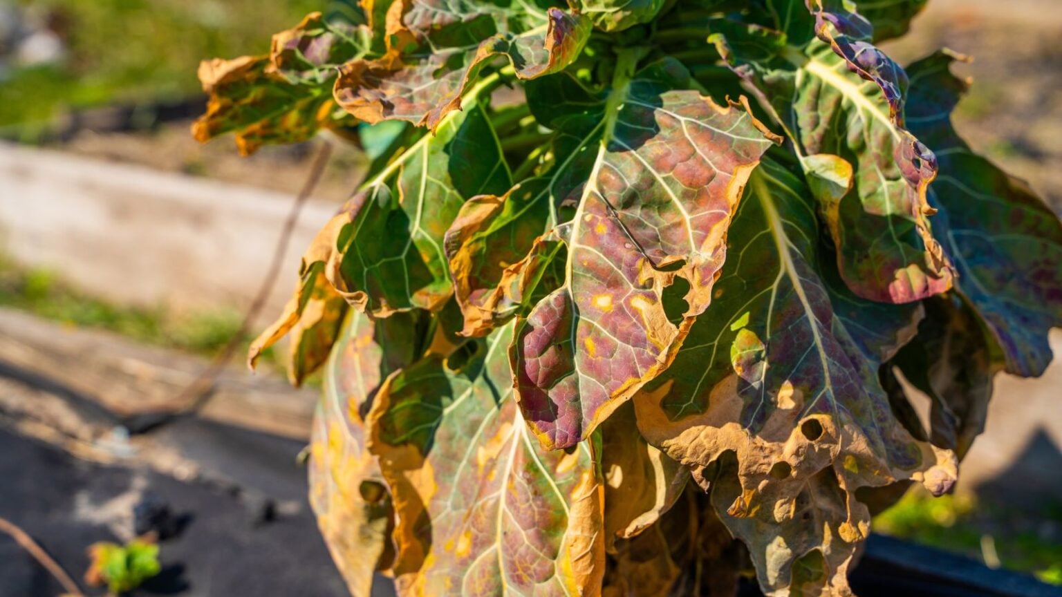 How to Plant, Grow, and Care for Brussels Sprouts